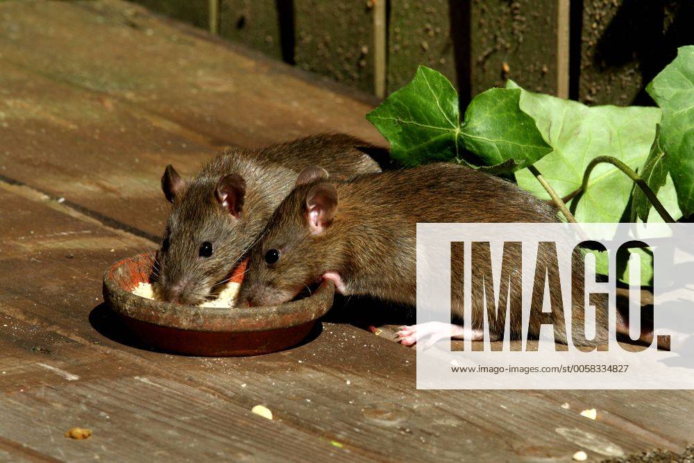 Wanderratte, Wander-Ratte (Rattus norvegicus), junge Wanderratten am ...