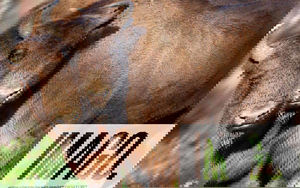 Berg-Wisent, Bergwisent, Europaeischer Bison (Bison bonasus caucasicus ...