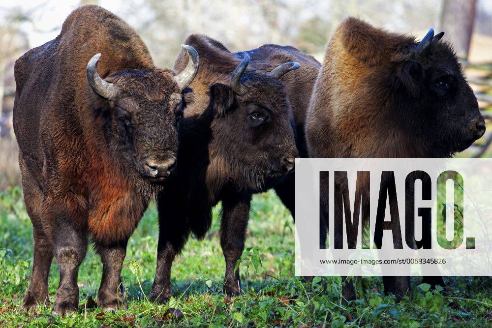 Wisent, Europaeischer Bison (Bison bonasus), drei Wisente stehen auf ...