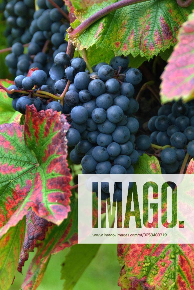 Echter Wein, Weinrebe (Vitis vinifera Regent , Vitis vinifera Regent ...