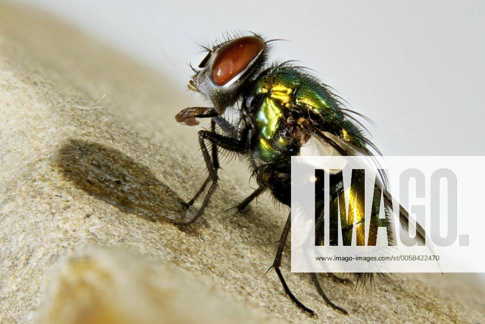 Goldfliege, Gold-Fliege (Lucilia caesar), saugt Wasser von einem Stein ...