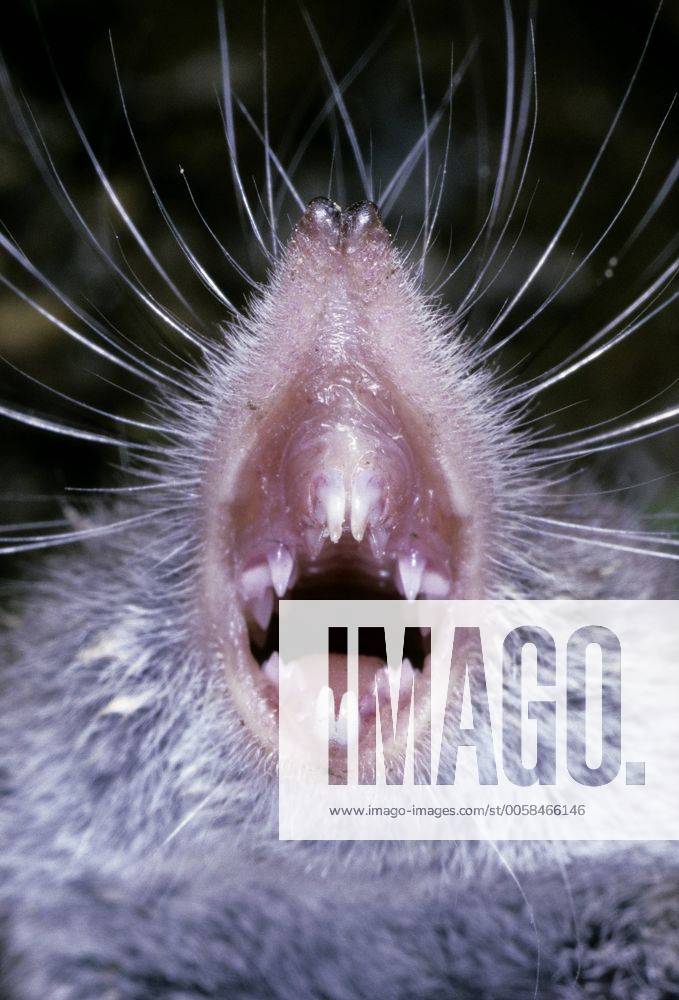 Hausspitzmaus, Haus-Spitzmaus (Crocidura russula), Gebiss ...