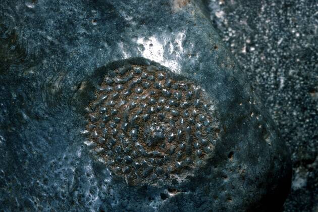 Kieselschwamm, Fossiler Schwamm, Flint, Oberkreide, Daenemark sponge ...