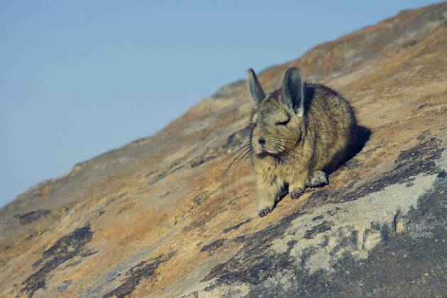 Cuvier-Hasenmaus, Cuvierhasenmaus, sitzt auf einem Fels, Chile, Norte ...