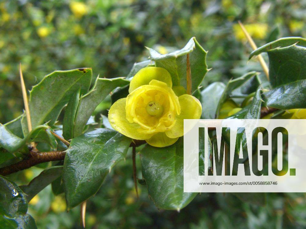 Warzige Berberitze, Warzen-Berberitze, Warzenberberitze, Dorniger Zweig ...