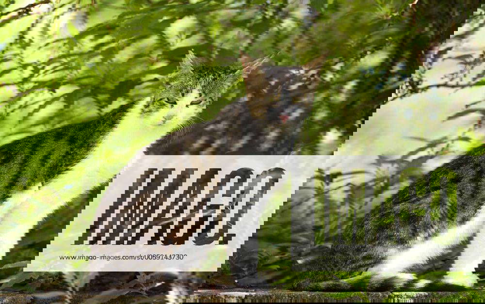 Hauskatze, Haus-Katze (Felis silvestris f. catus), braun getigert ...