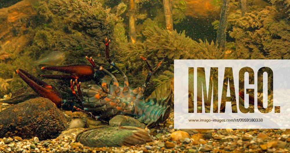 Edelkrebs, Edel-Krebs, Flusskrebs, Fluss-Krebs (Astacus astacus), nach ...