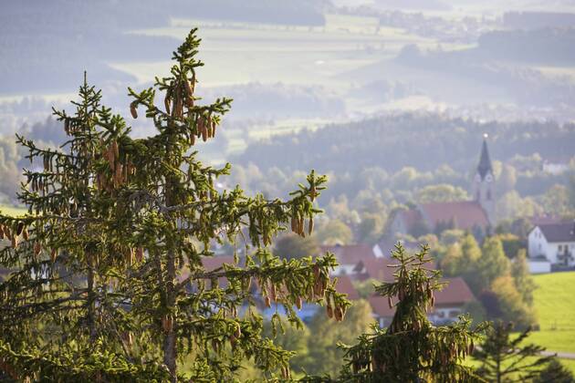 Gemeine Fichte, Rottanne, Gewoehnliche Fichte, Winterlandschaft mit ...