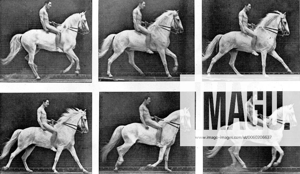 Horses Some Phases of the Canter Gait