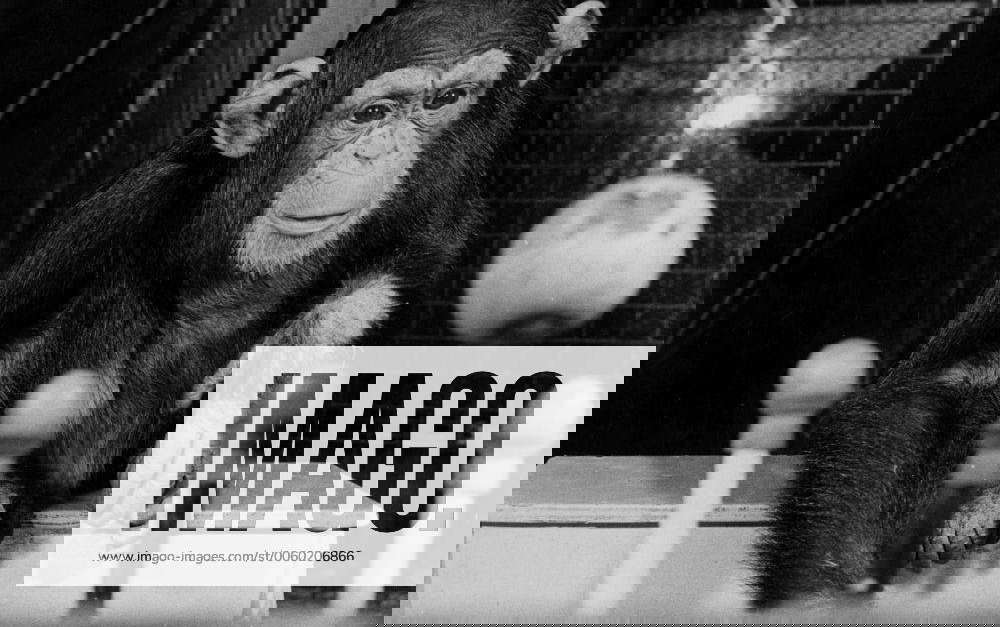 10th Feb.1961: Research of chimpanzees at London Zoo. The learning ...