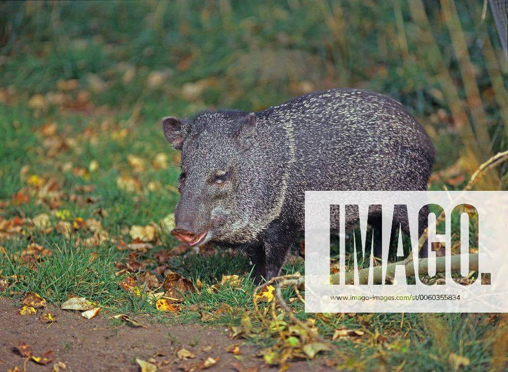 Chacopekari, Chaco-Pekari (Catagonus wagneri), steht auf einer Wiese ...