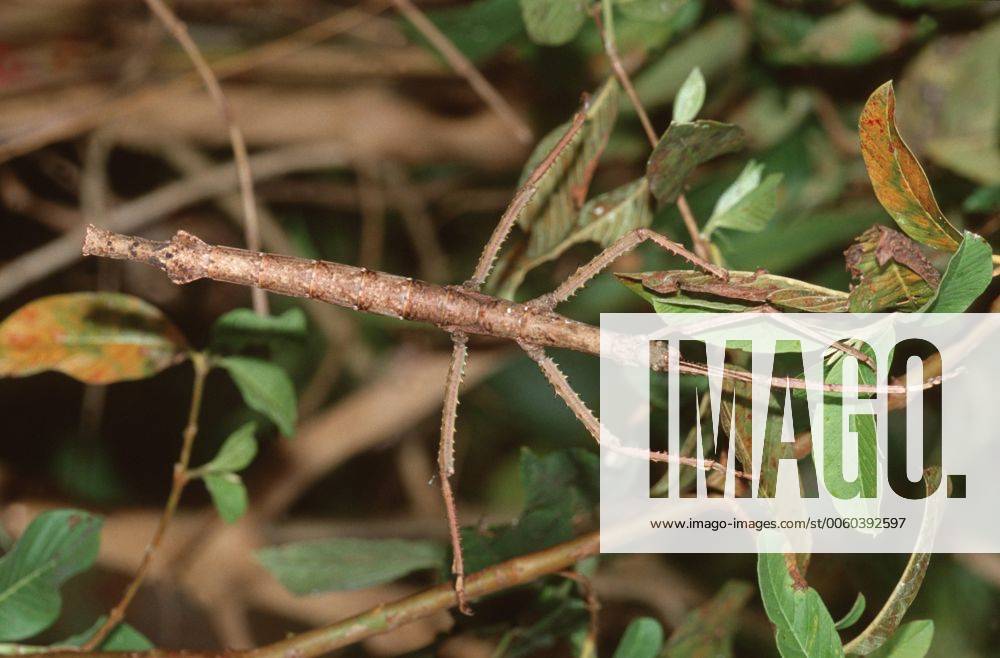 Stabheuschrecke (Achrioptera punctipes), auf Ast sitzend, Madagaskar ...