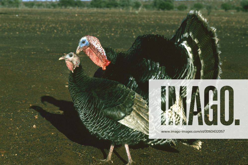 Truthuhn, Truthahn, Paarung common turkey, mating