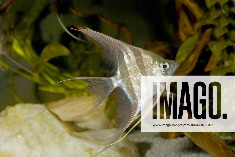 Hoher Segelflosser (Pterophyllum altum), Wildform Deep angelfish, Real ...