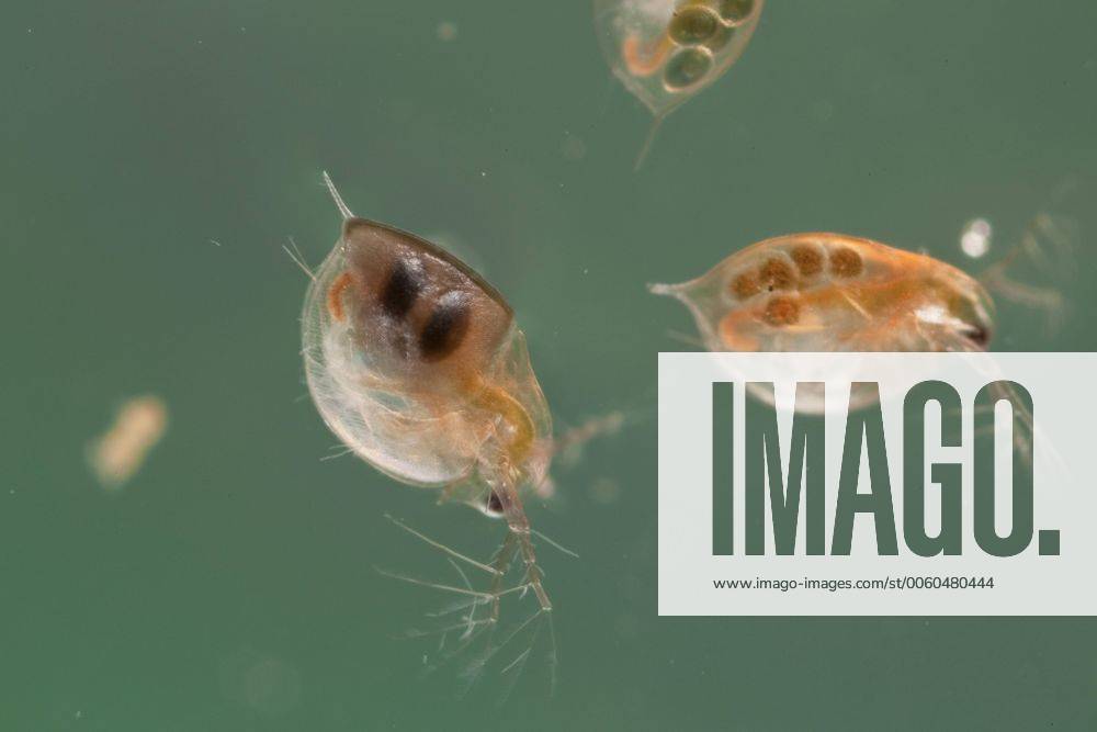 Gemeiner Wasserfloh, Gewoehlicher Wasserfloh (Daphnia pulex), zwei Wasserfloehe mit Dauereier und Ju