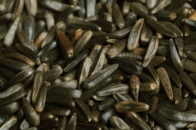 Abessinisches Ramtillkraut, Ramtillkraut, Gingellikraut, Nigersaat als ...