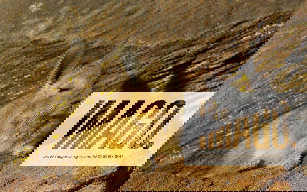 Cuvier-Hasenmaus, Cuvierhasenmaus (Lagidium viscacia), sitzt auf einem ...