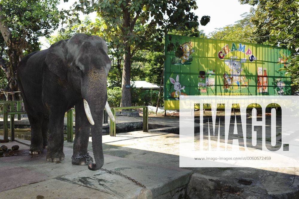 Asiatischer Elefant Zoo Zoological Gardens Yangon Myanmar SUEDOSTASIEN ...
