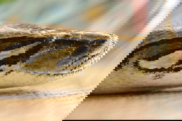 Pagode mit 121 jähriger 9m langer Python Schlange (Snake Monastery ...