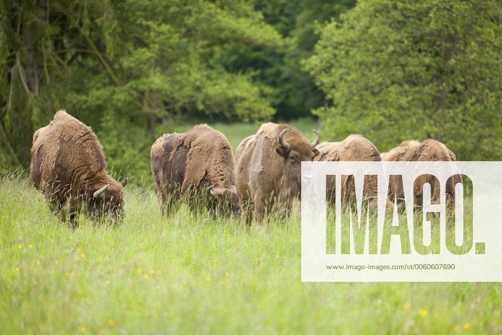 Wisent, Europäischer Bison, Herde, captive, Nordrhein-Westfalen ...