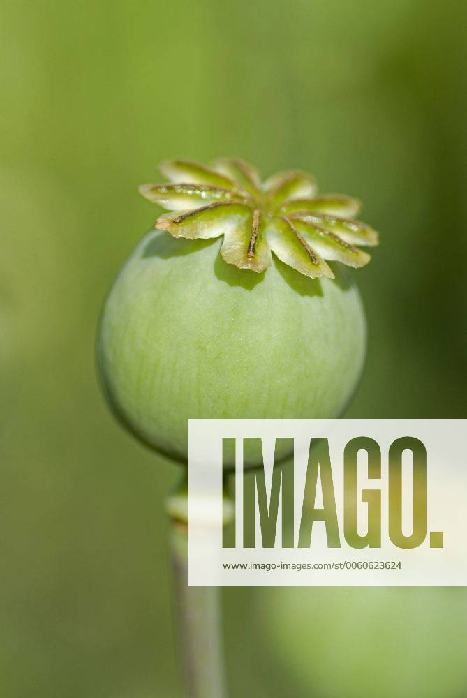 Schlafmohn, Schlaf-Mohn (Papaver somniferum), unreife Schlafmohnkapsel ...