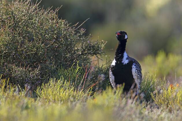 Gackeltrappe, Gackel-Trappe, Maennchen, Namibia black bustard, black ...