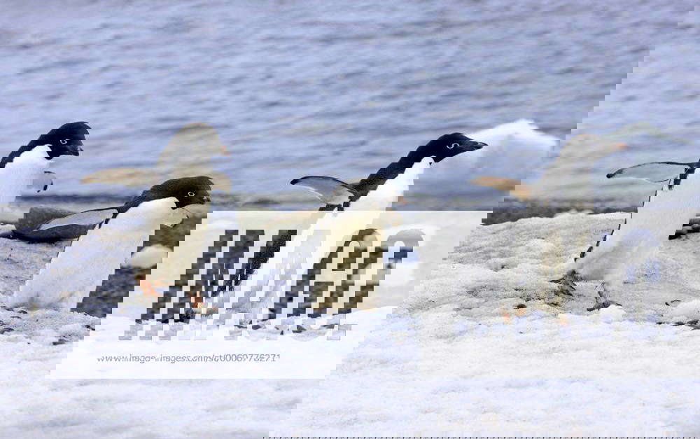 Adeliepinguine (Pygoscelis adeliae), adult, Antarktis, Antarktika