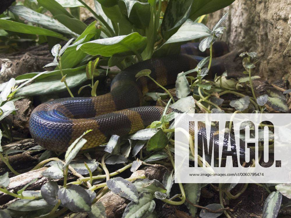 Erstmals ist in Berlin in der Schlangenfarm des Tierparks ...