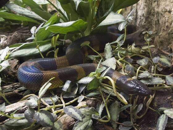 Erstmals ist in Berlin in der Schlangenfarm des Tierparks ...