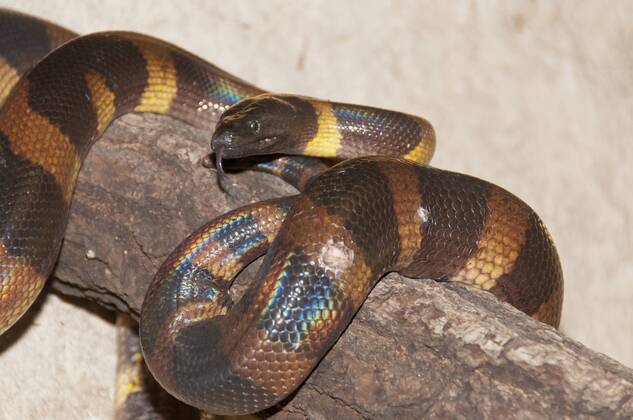 Erstmals ist in Berlin in der Schlangenfarm des Tierparks ...
