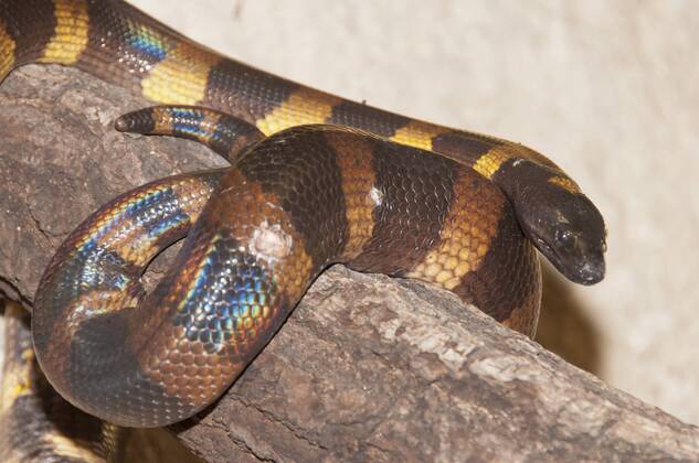 Erstmals ist in Berlin in der Schlangenfarm des Tierparks ...