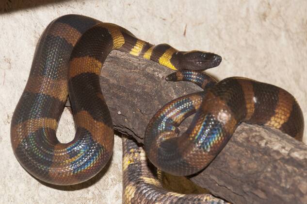 Erstmals ist in Berlin in der Schlangenfarm des Tierparks ...