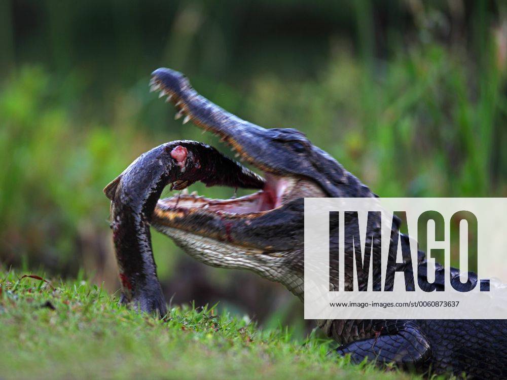 Crocodiles Eating Fish