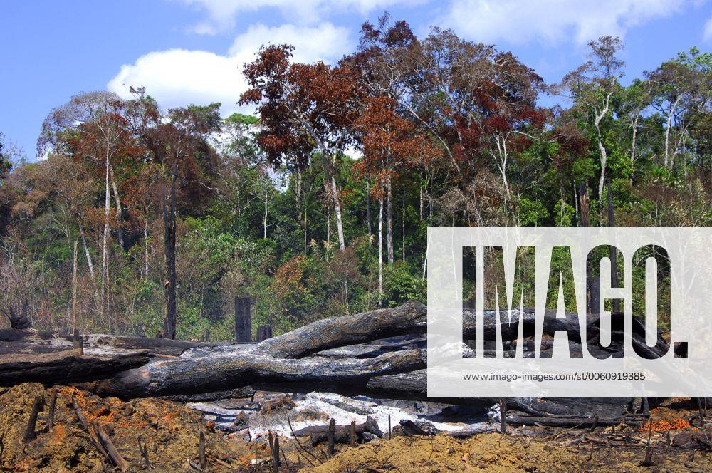 Brandrodung im Amazonas-Regenwald, Brasilien, Amazonasgebiet slash and ...