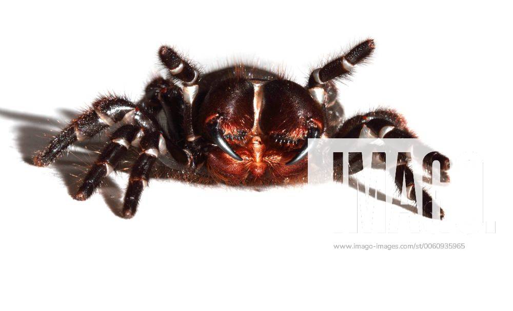 Sydney-Trichternetzspinne (Atrax robustus