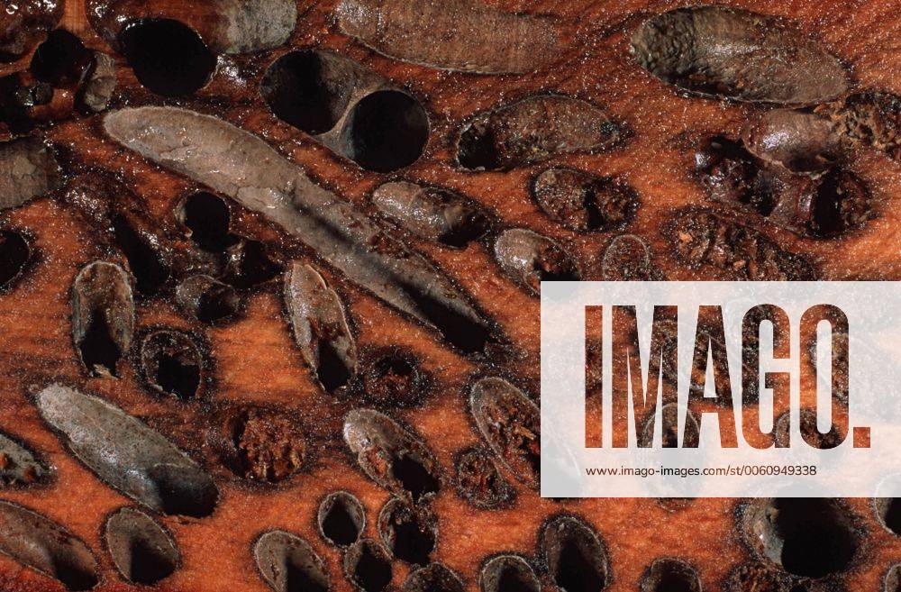 Teredo Navalis Shipworm