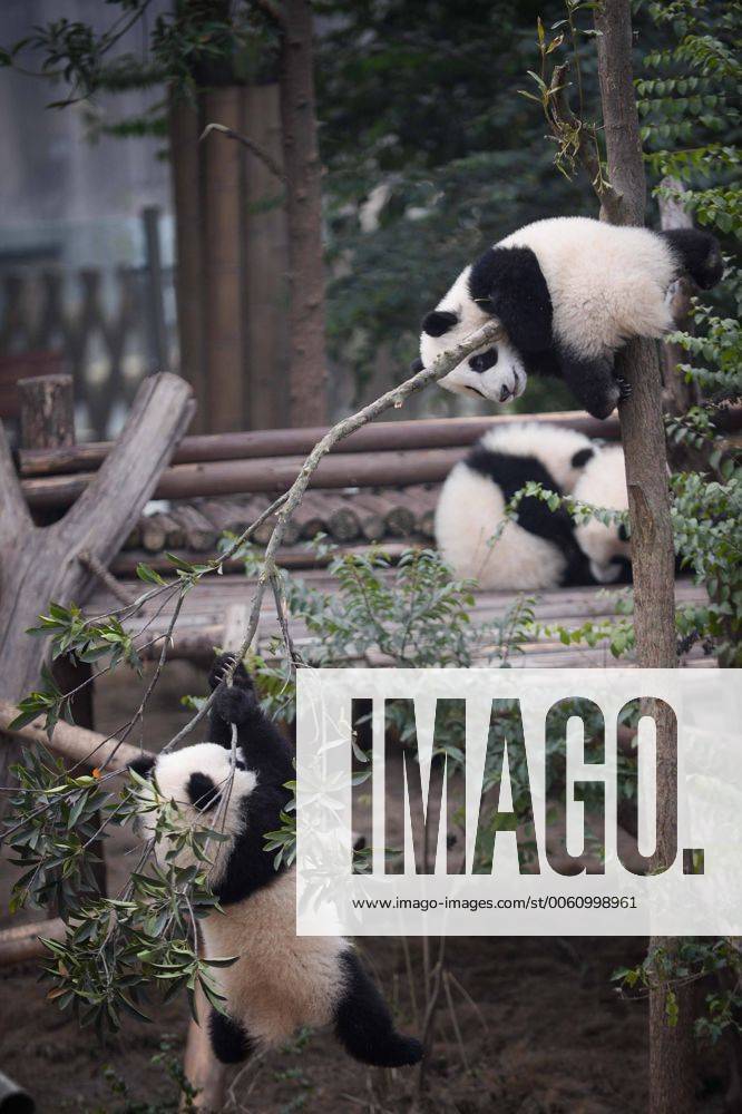 (140131) -- CHENGDU, Jan. 31, 2014 (Xinhua) -- Giant panda cubs play at the giant panda base in