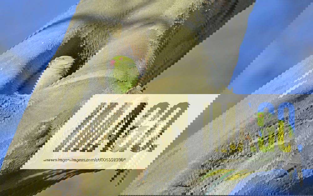 Halsbandsittich, Kleiner Alexandersittich, (Psittacula krameri), Baumhöhle