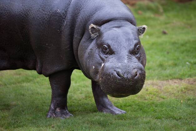 The pygmy hippo Thug enjoys his new home in ZSL London Zoo, London ...