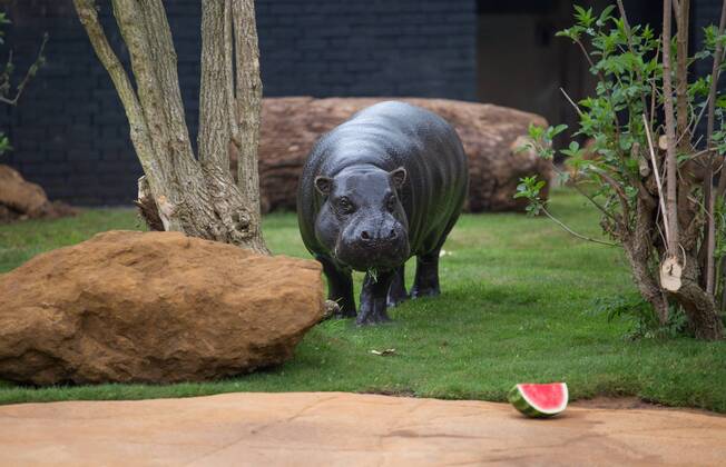 The pygmy hippo Thug enjoys his new home in ZSL London Zoo, London ...