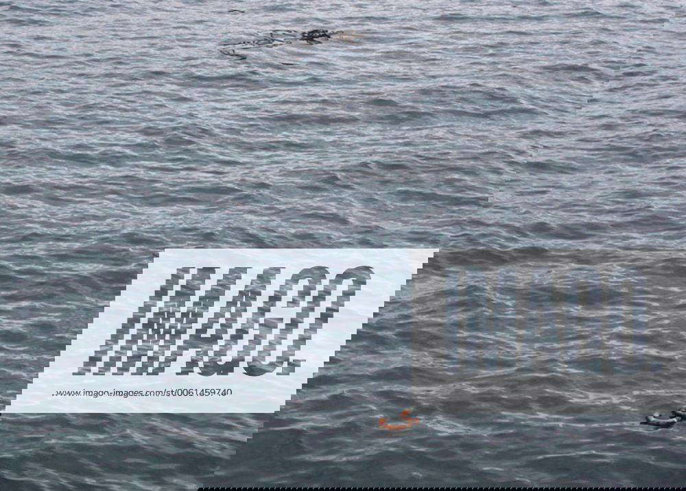 GUANGZHOU, Photo taken on shows a flotage near the waters of Hong Kong ...