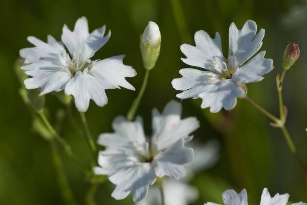 Alpen-Leimkraut, Alpenleimkraut, Grosser Strahlensame, bluehend Alpine ...