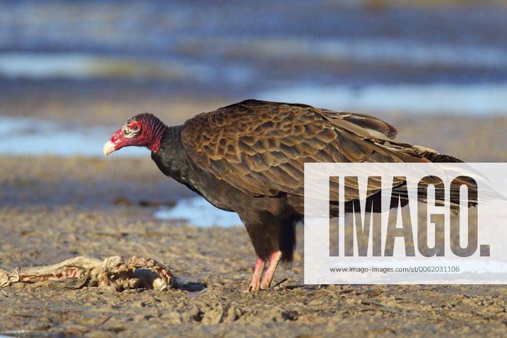 Truthahngeier, Truthahn-Geier (Cathartes aura), am Boden, USA, Florida ...