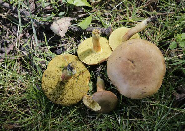 Gemeiner Rotfußröhrling (Xerocomellus