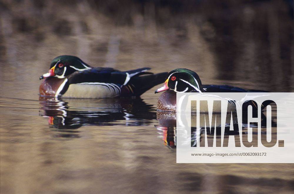 Migrating pair of tree nesting Wood duck drakes, alx sponsa, on spring ...