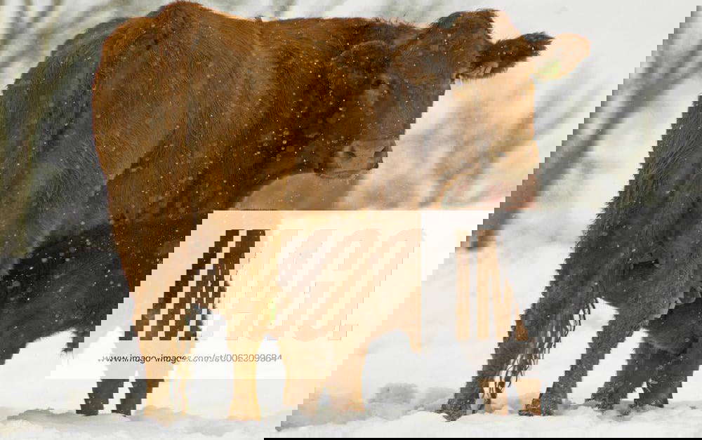 Red Angus (Bos taurus) Female and male Calf. Cattle in this area winter ...