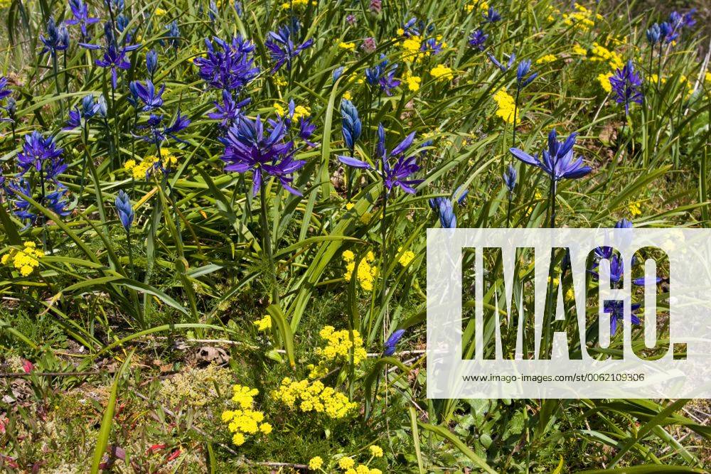 Blue camas (Camassia) plant growing in Victoria, Vancouver Island ...
