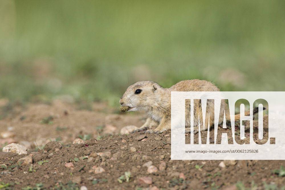 Black-tailed prairie dog (Cynomys ludovicianus), juvenile eating feces ...