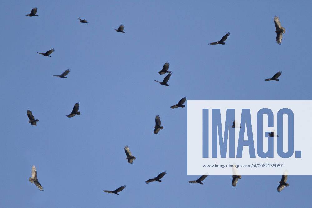 Turkey Vulture during fall migration near Victoria, British Columbia ...
