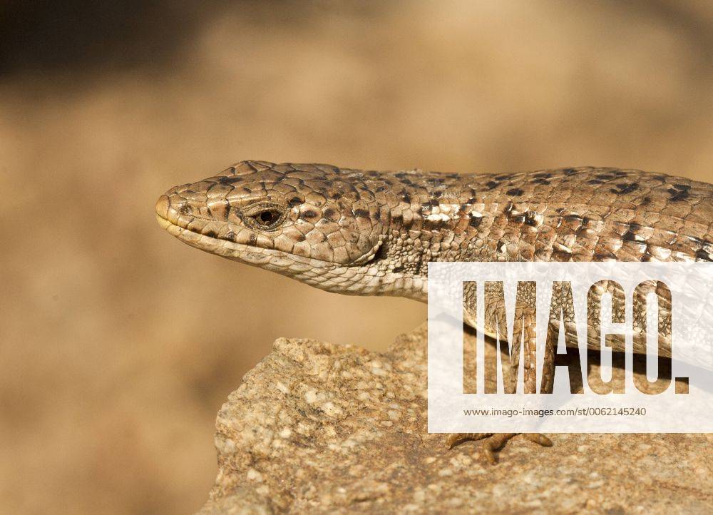 Northwestern Alligator Lizard, Elgaria coerulea principis, BC, Canada